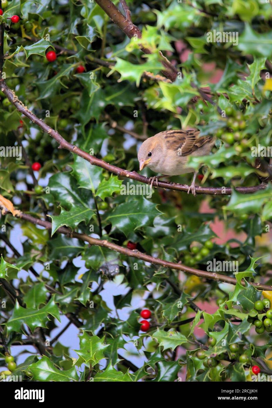 Inside the bush hi-res stock photography and images - Alamy