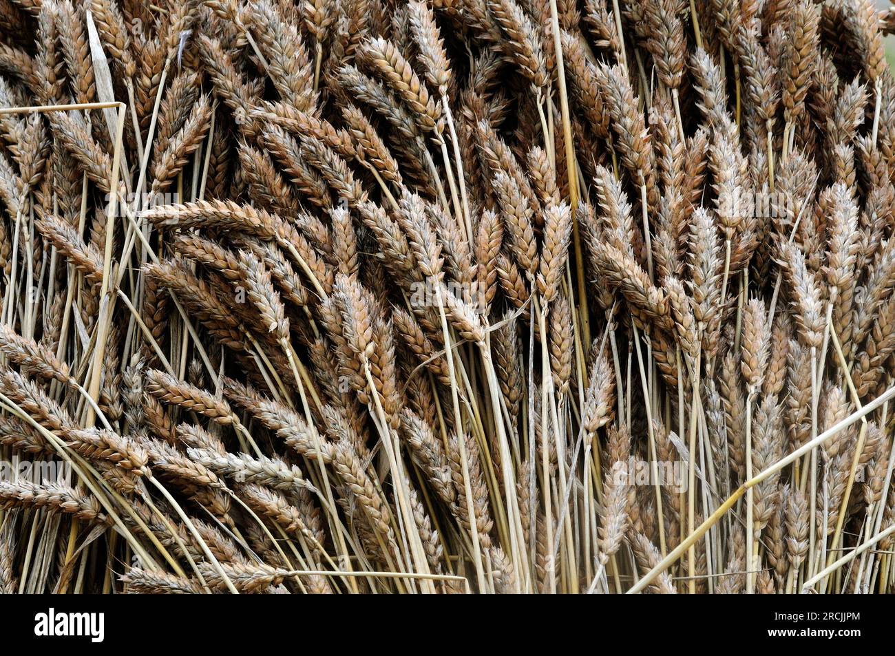 Thatching stooks hi-res stock photography and images - Alamy