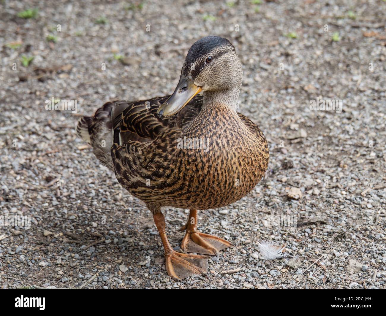 Coy female Mallard duck aka Anas platyrhynchos. Cute closeup Stock ...