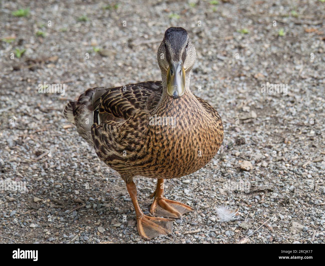 Cute female Mallard duck aka Anas platyrhynchos. Cute closeup Stock ...