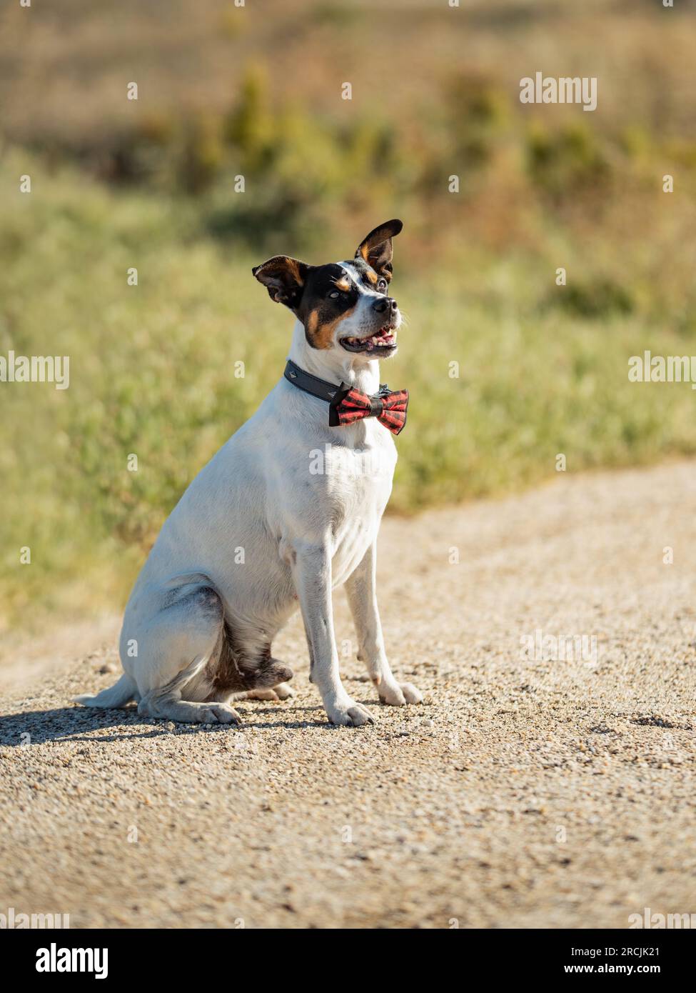 Cute dog with a bow around his neck Stock Photo - Alamy