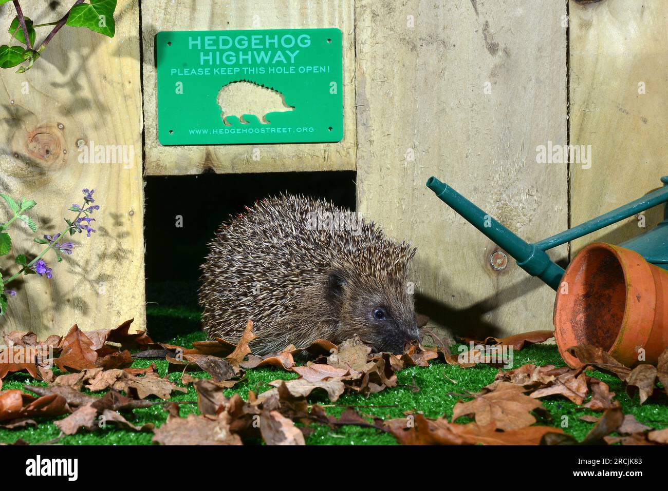 Hog foraging hi-res stock photography and images - Alamy
