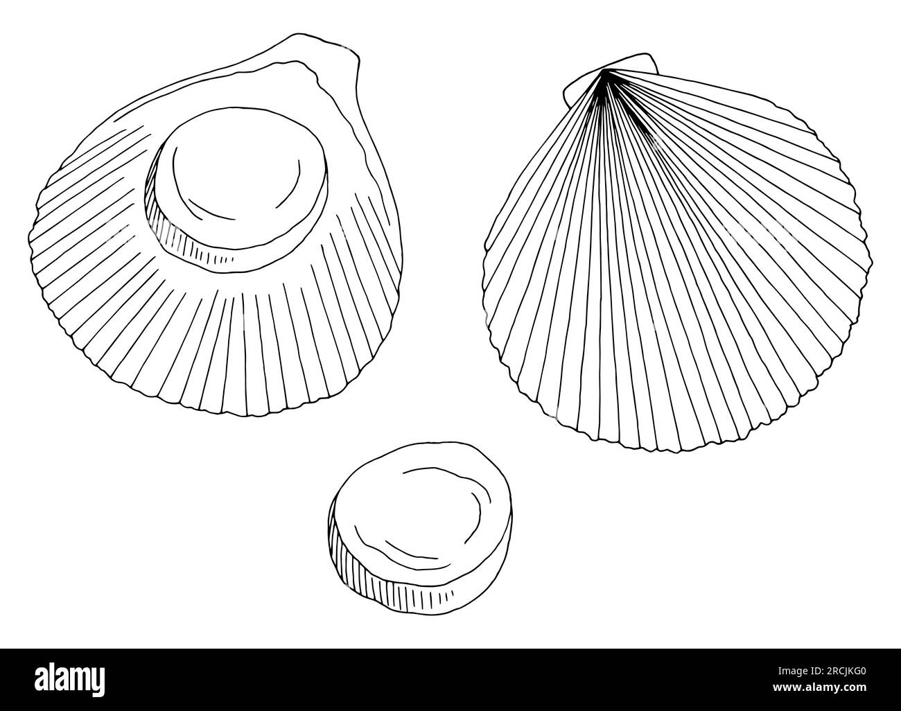Scallop set graphic black white sketch illustration vector Stock Vector ...