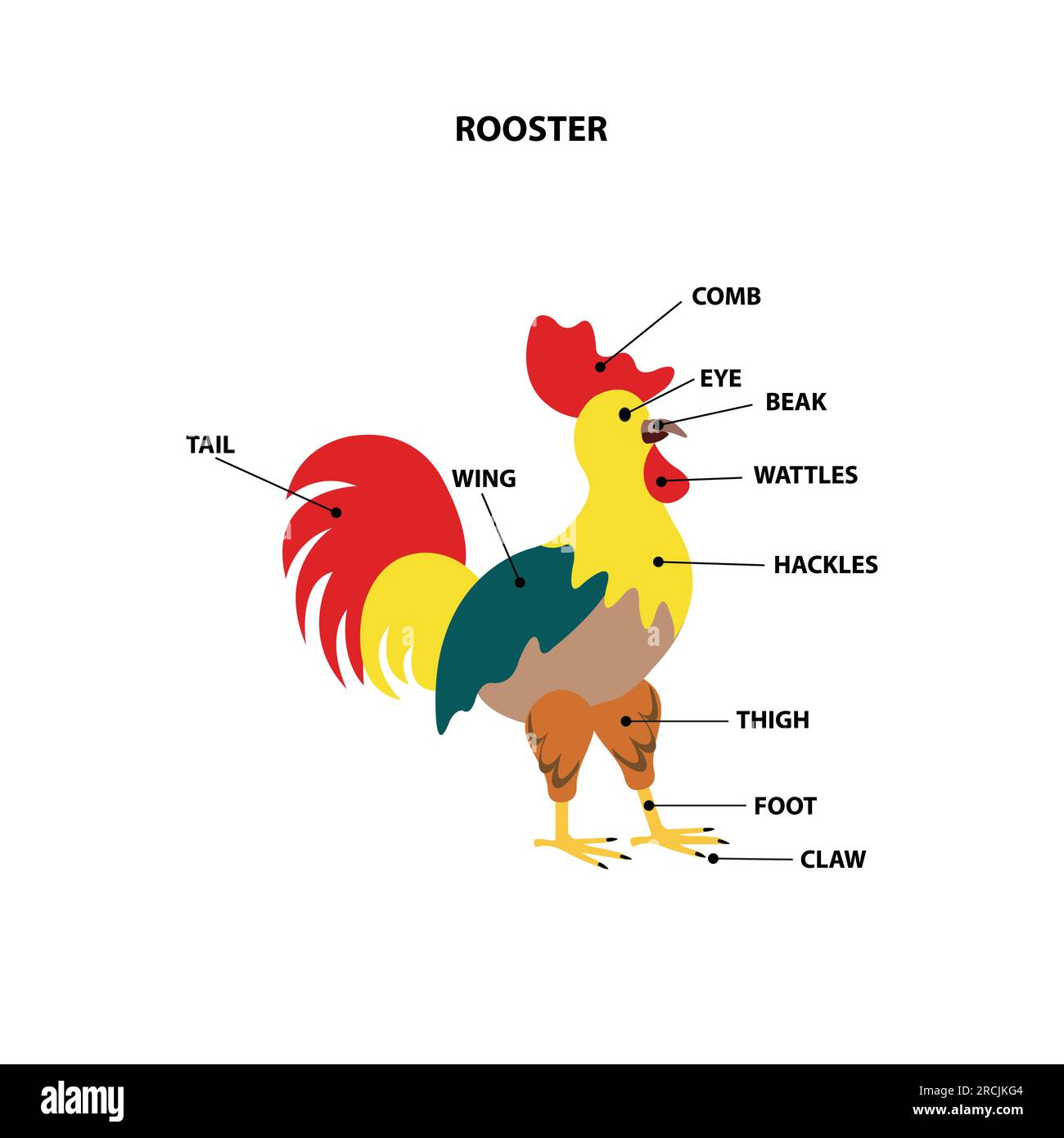 Body parts Stock Vector Images - Alamy