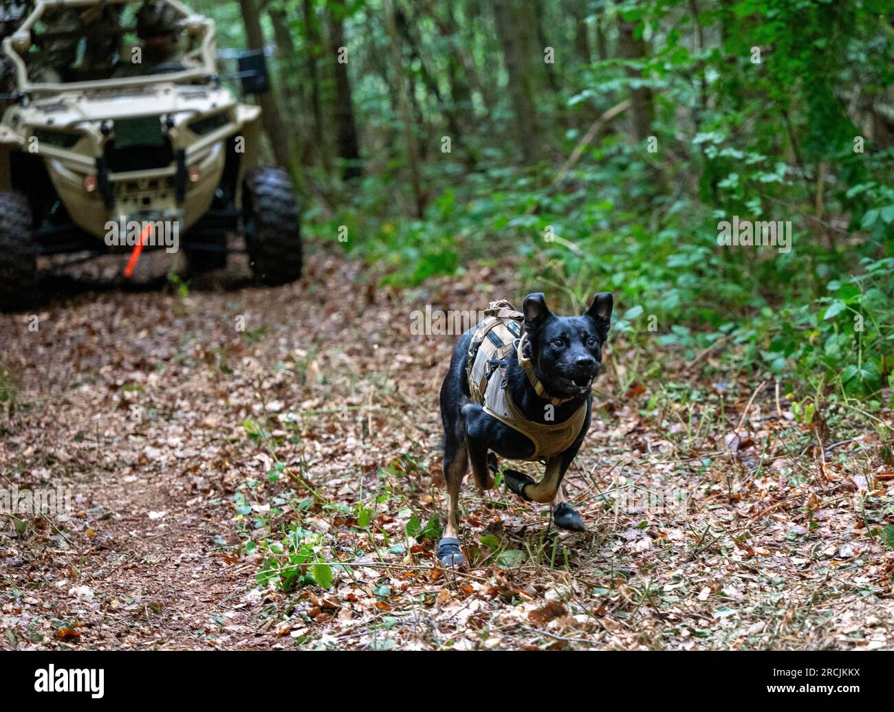 Ulmen, Germany. 15th July, 2023. A service dog of the Special Forces ...