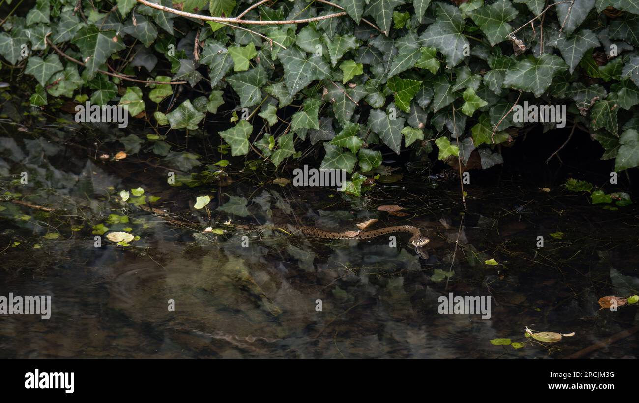 Young Grass snake swimming in river. Aka ringed snake, water snake ...