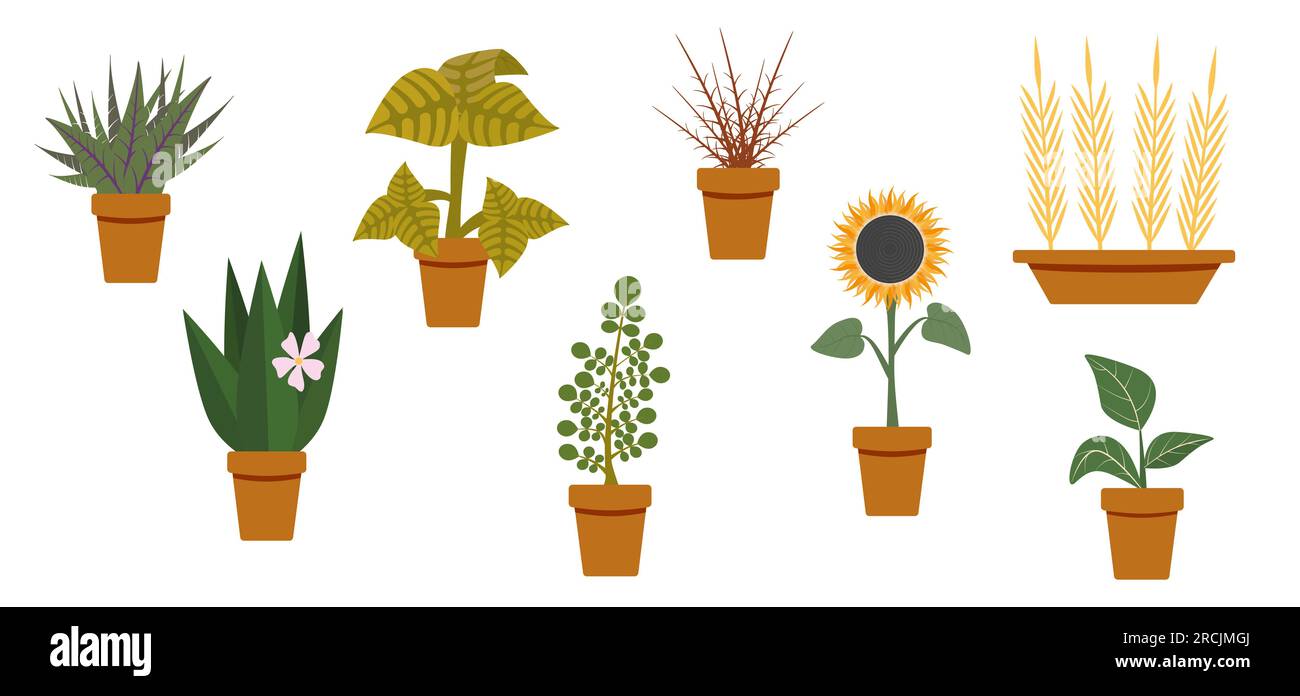 Decorative potted plants. Vector illustration. Isolated on white ...