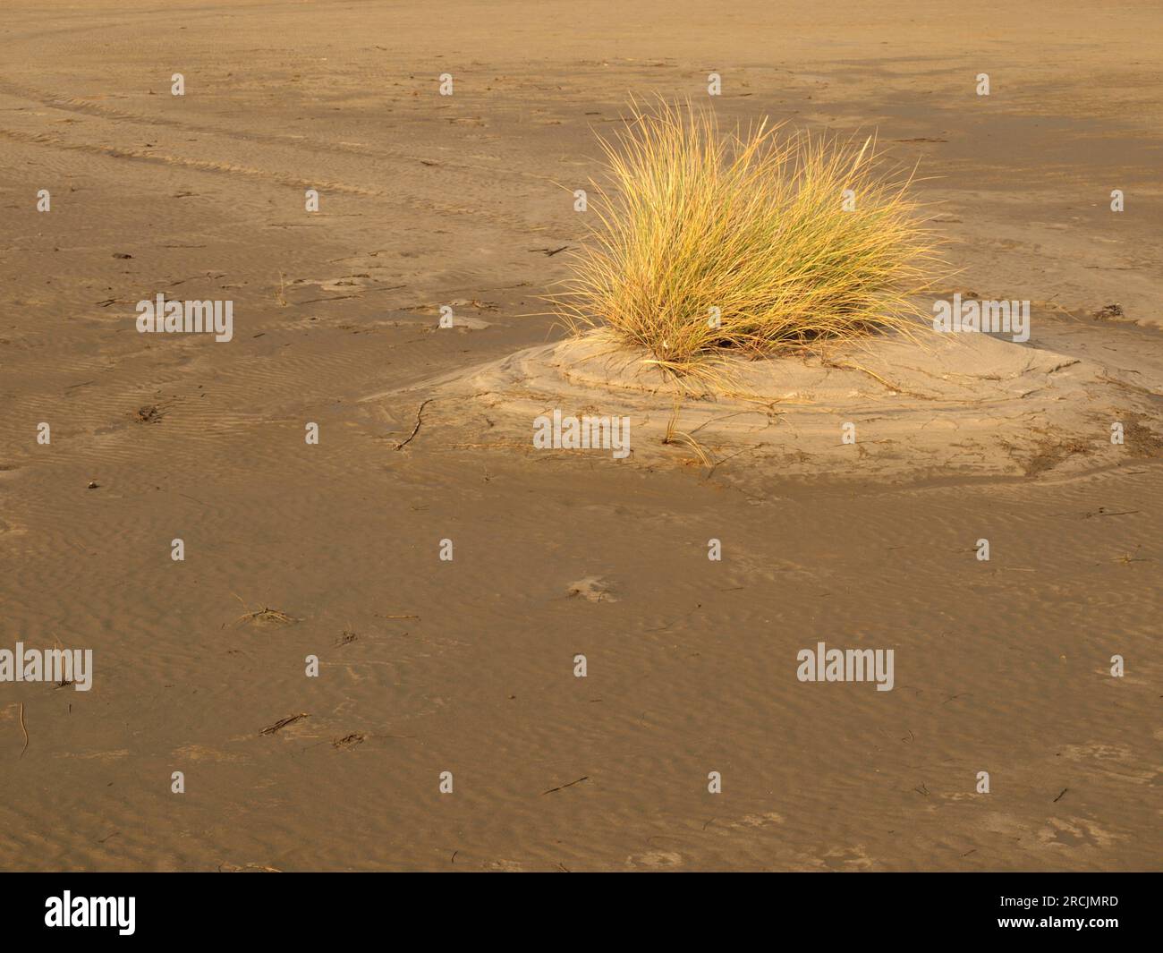 Last plant hi-res stock photography and images - Alamy