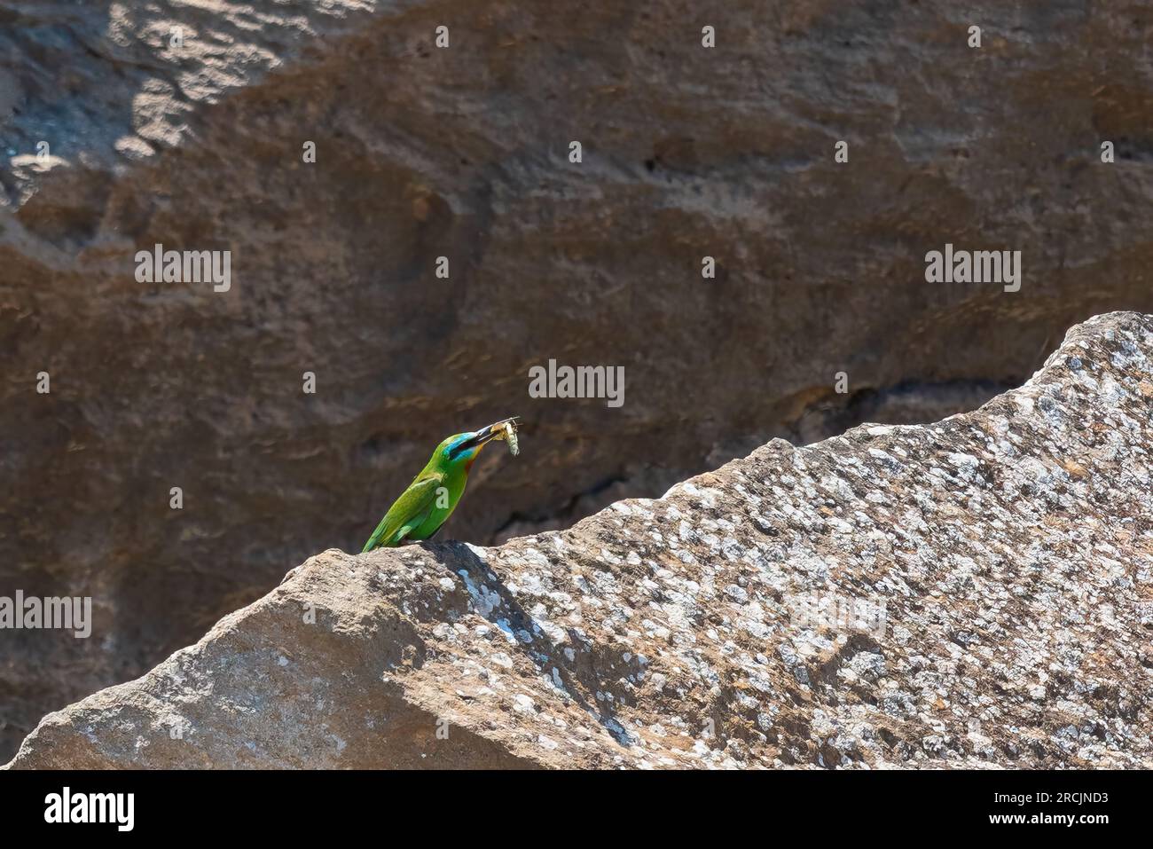 European bee-eater with prey in its beak Stock Photo - Alamy