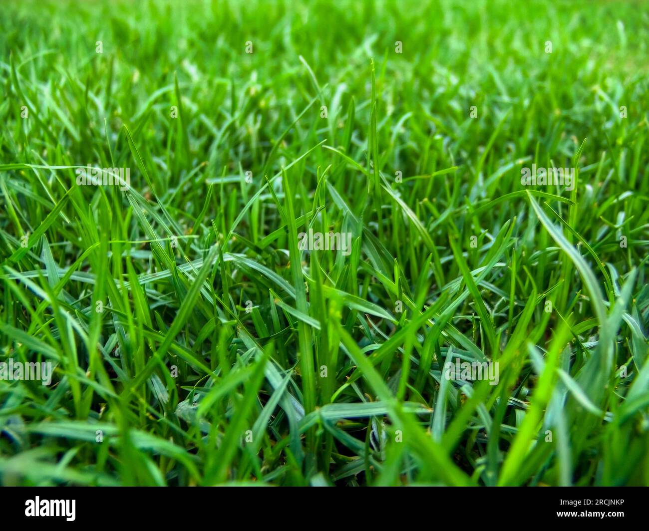 Grass ground level hi-res stock photography and images - Alamy