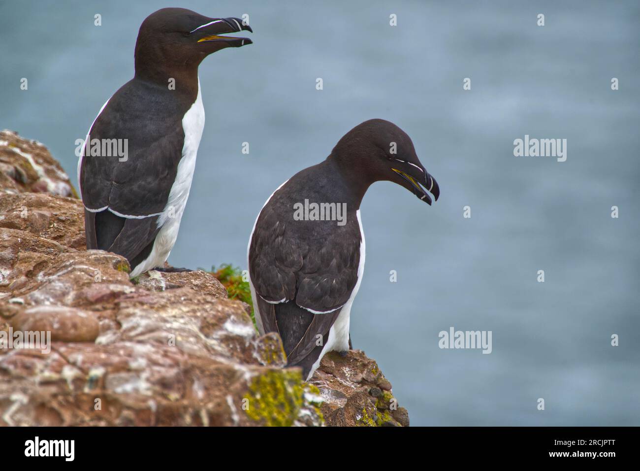 Razorbills seabirds sea birds hi-res stock photography and images - Alamy
