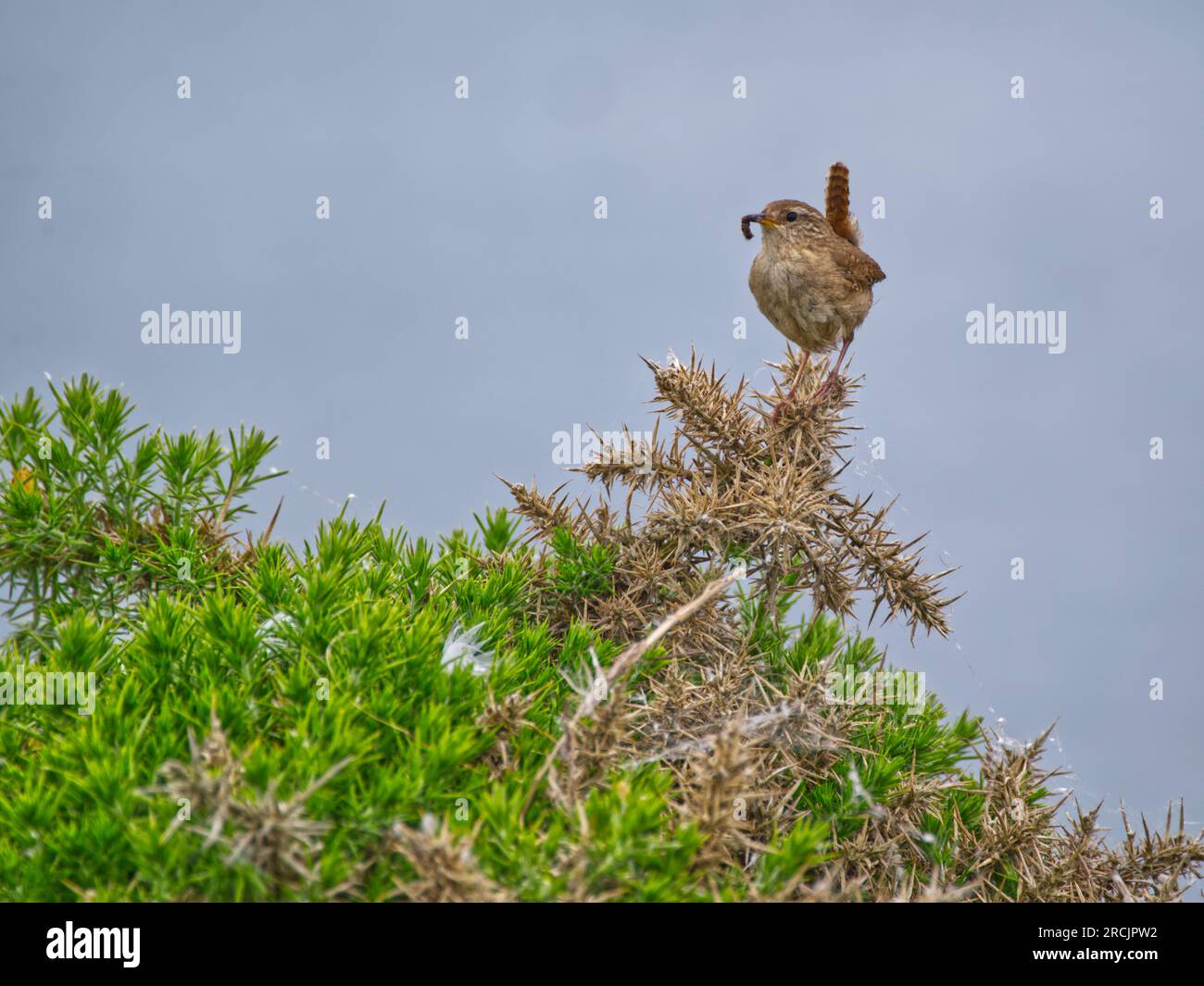 Amber status bird hi-res stock photography and images - Alamy