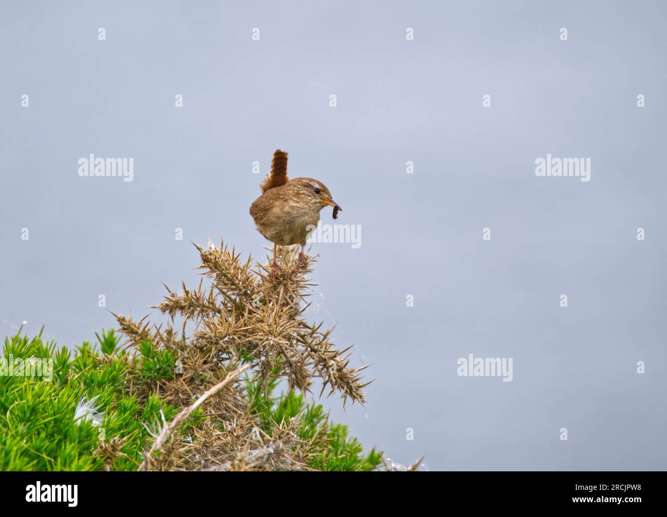 Wren with blue tail hi-res stock photography and images - Alamy