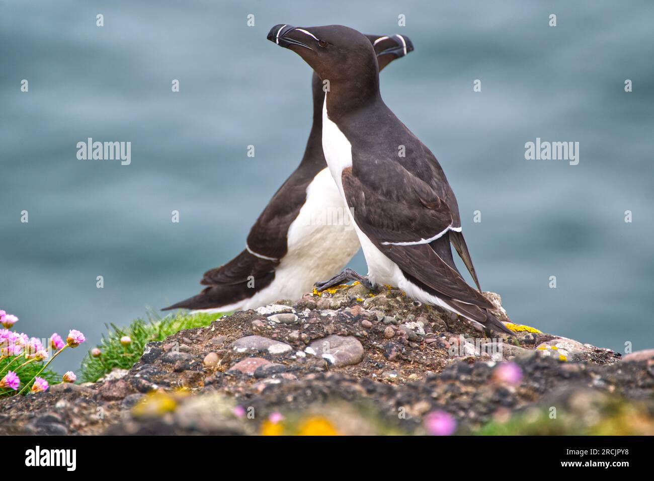Razorbill couple on cliff edge hi-res stock photography and images - Alamy