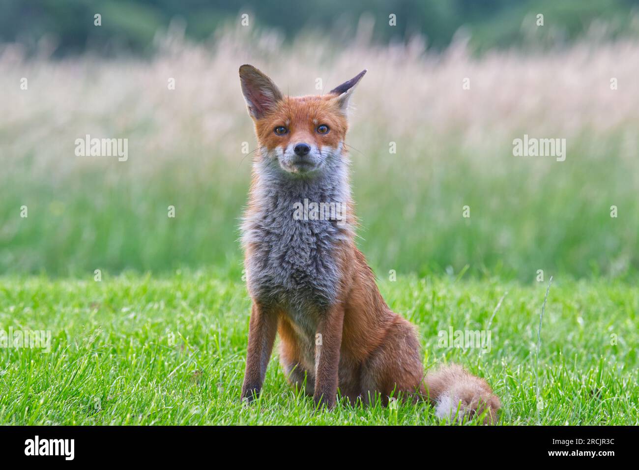 Detailed shots of red foxes hi-res stock photography and images - Alamy