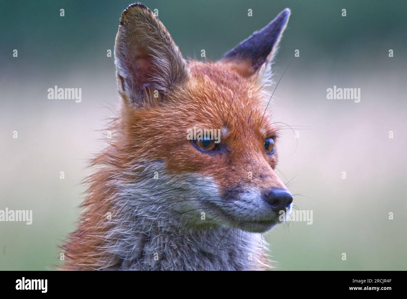 Red fox stance hi-res stock photography and images - Alamy