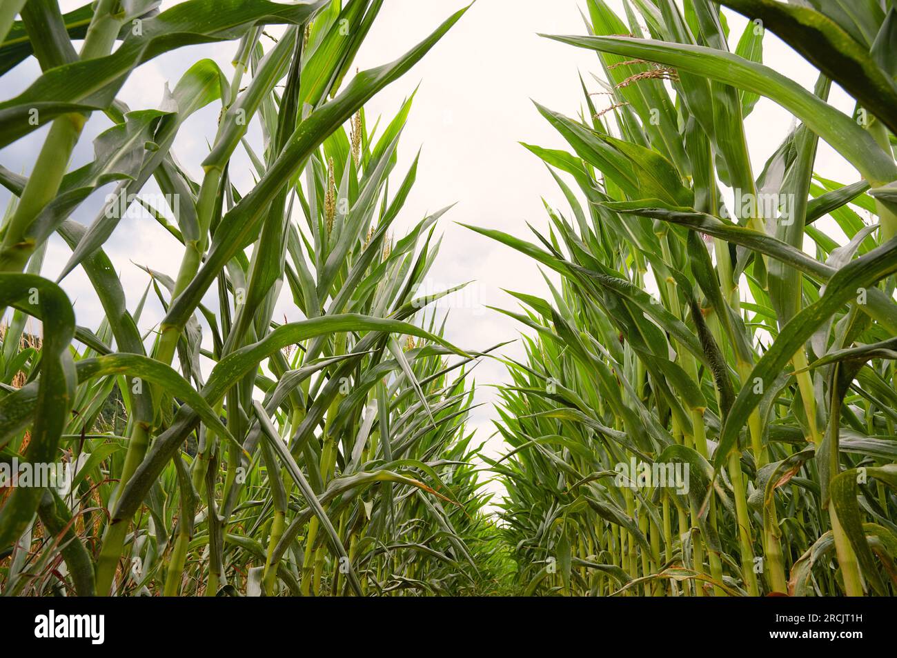 Corn field, cultivated corn cob start to grow, harvest in the summer ...