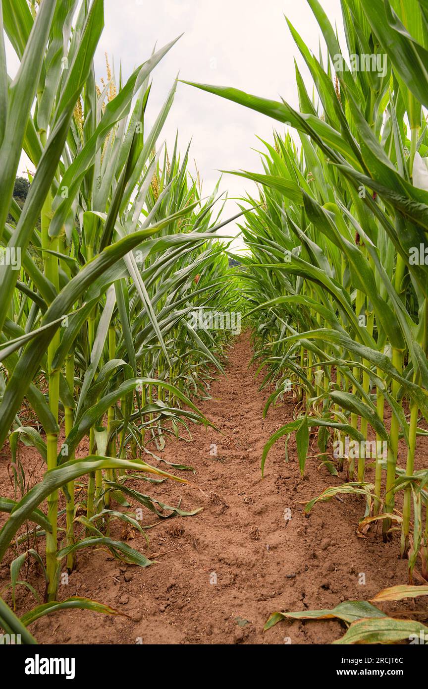 Corn field, cultivated corn cob start to grow, harvest in the summer ...