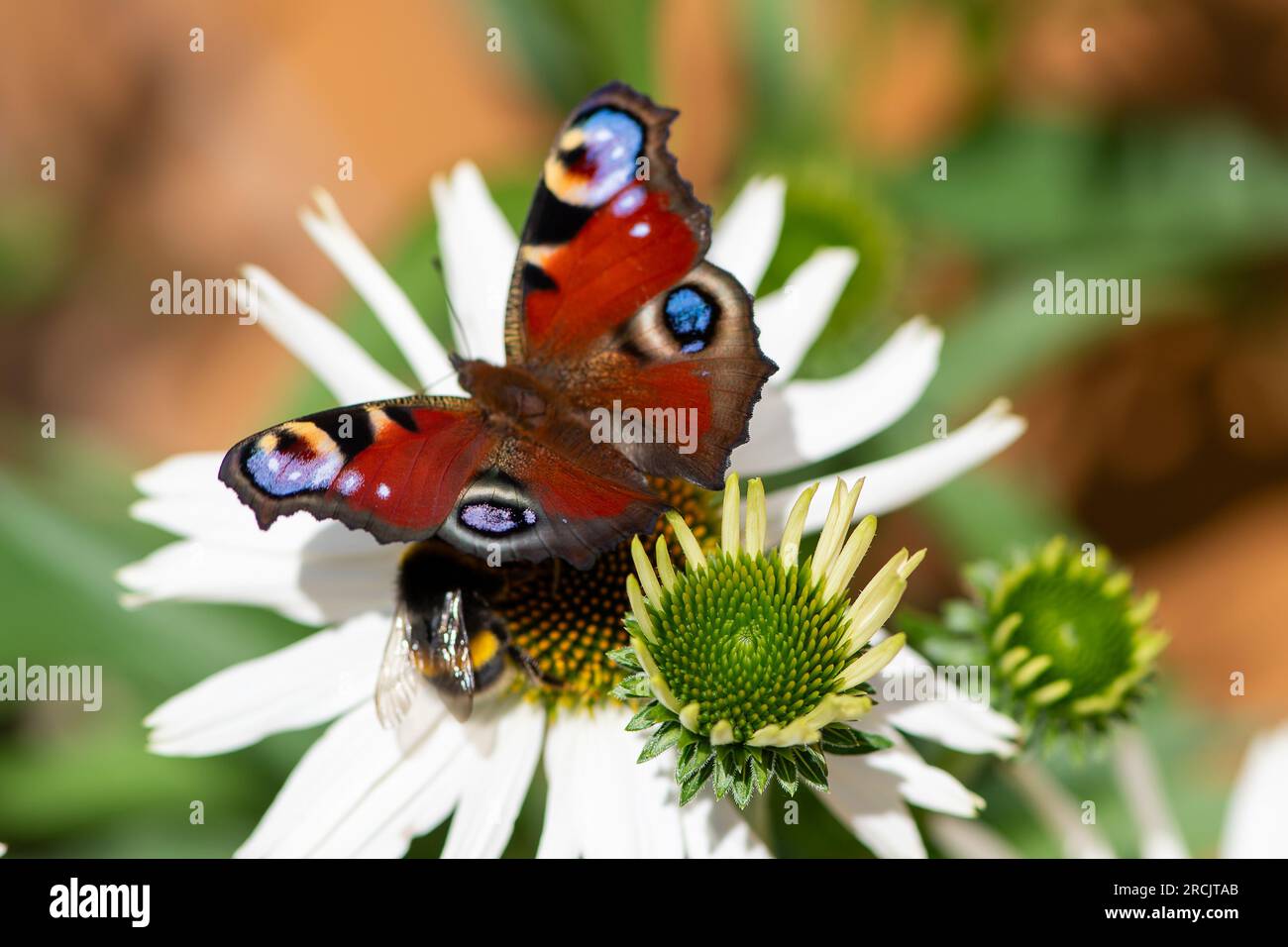 Windsor, Berkshire, UK. 15th July, 2023. An Inachis io, Peacock ...