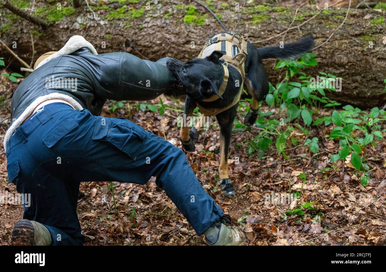 Ulmen, Germany. 15th July, 2023. A service dog of the Special Forces ...