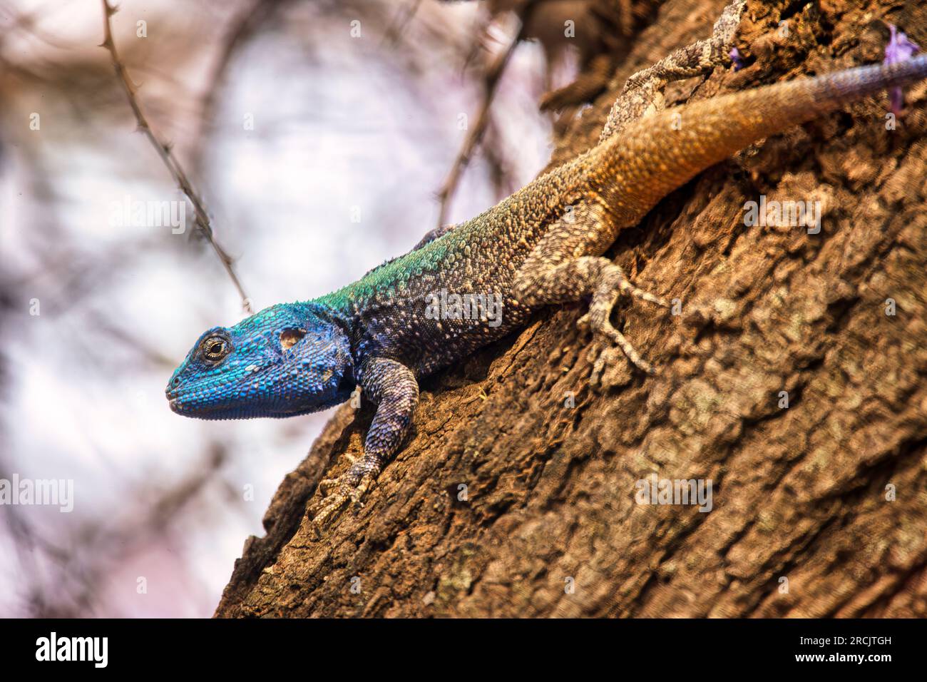 Madagascar botswana hi-res stock photography and images - Alamy