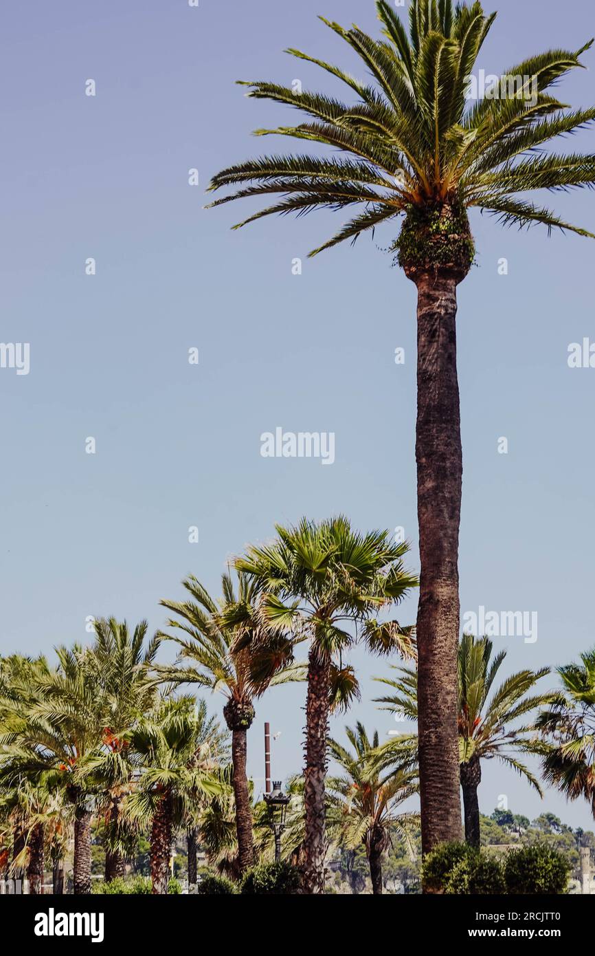 Palm tree on the promenade Stock Photo - Alamy