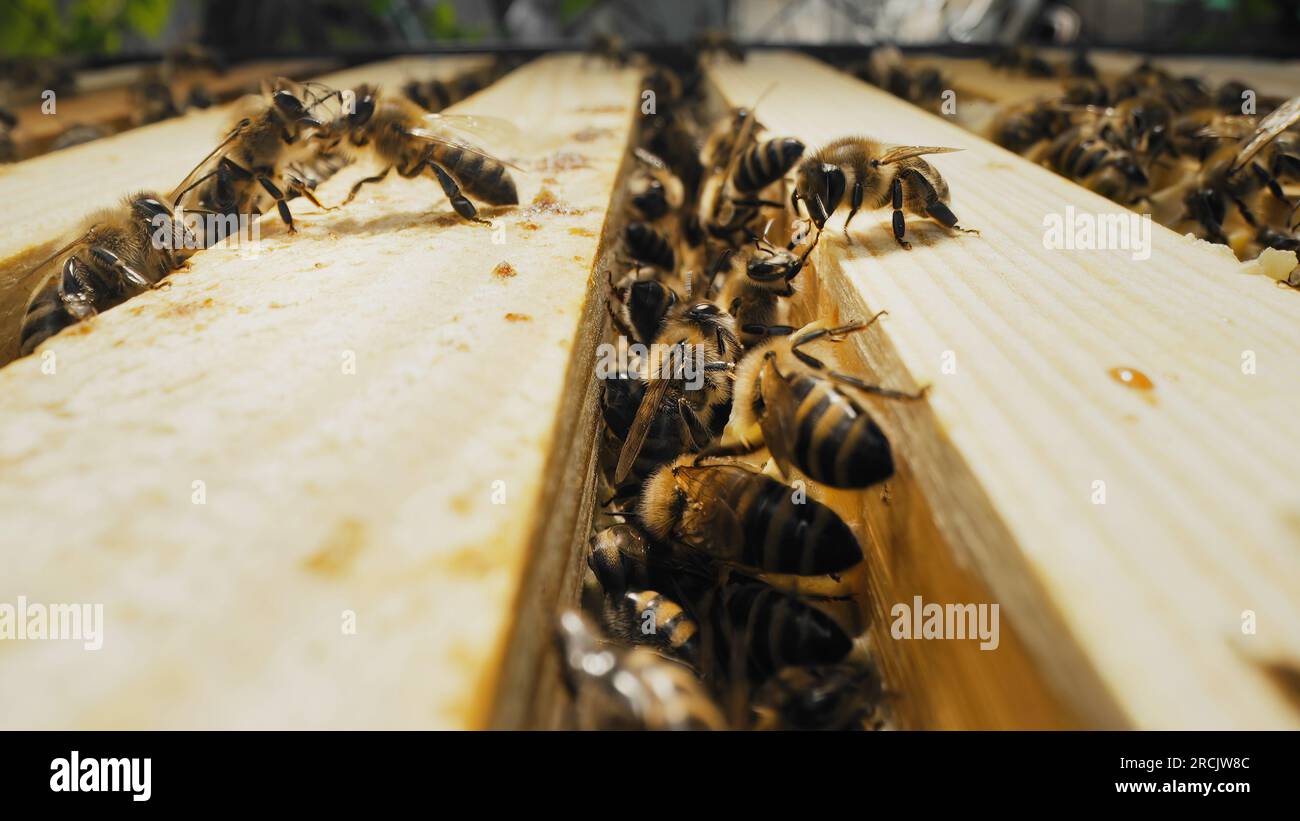 Bees swarming on honeycomb, extreme macro shot. Insects working beehive ...