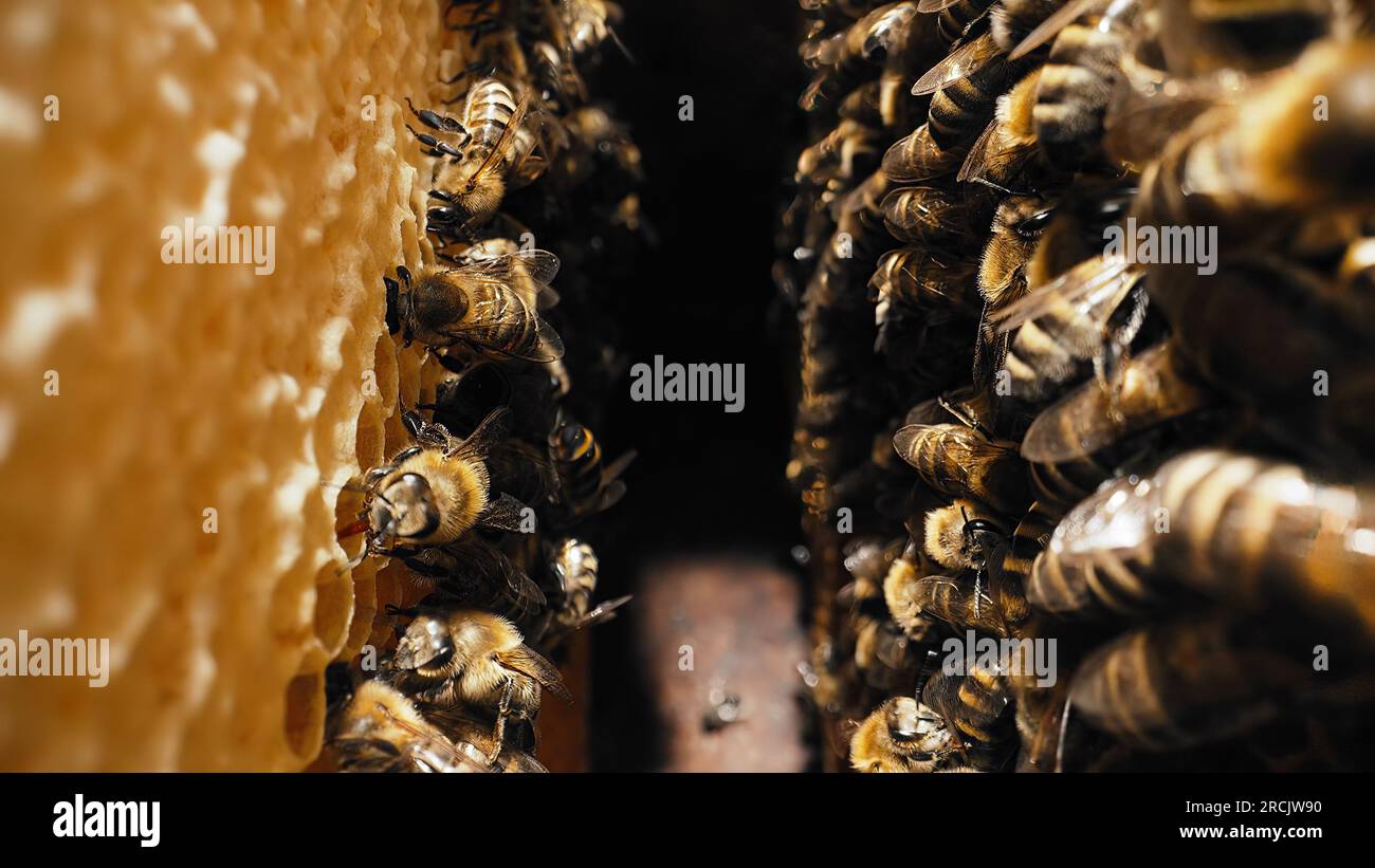 Workers bees processes pollen and pumps honey comb. Apiary. Life apis ...