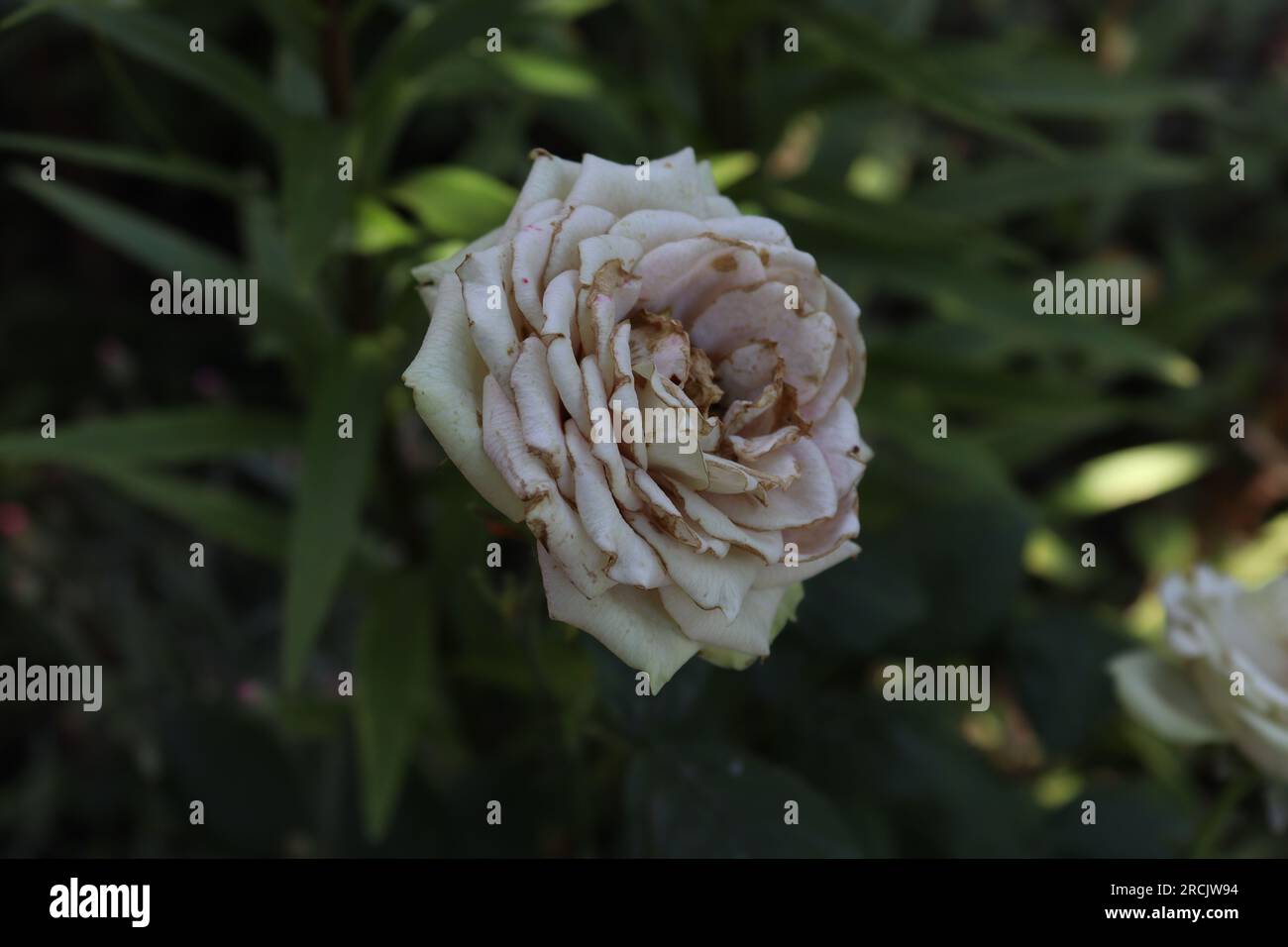 Rose golden texture hi-res stock photography and images - Alamy