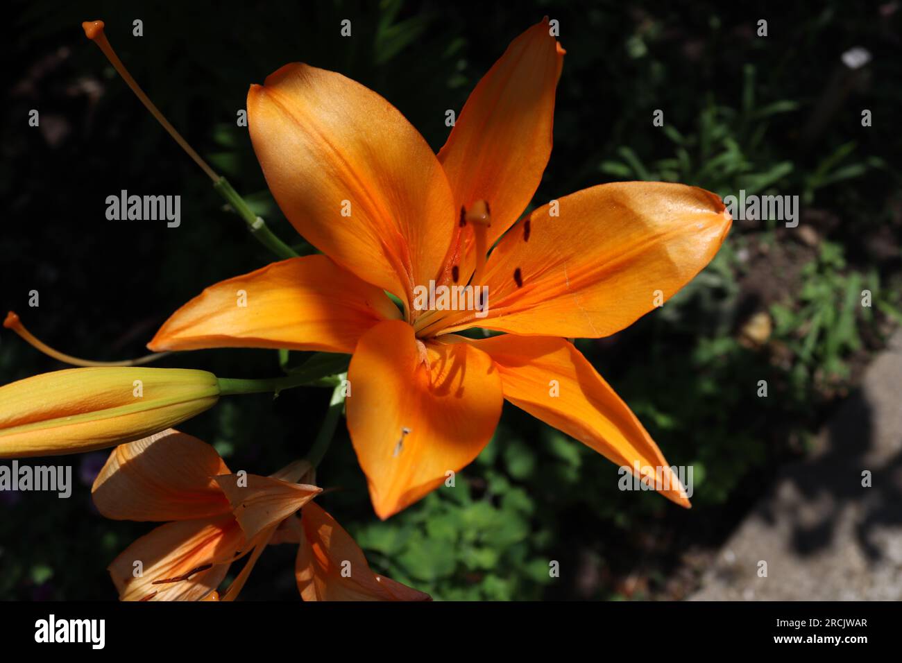 Watercolor bouquet orange lilies hi-res stock photography and images ...