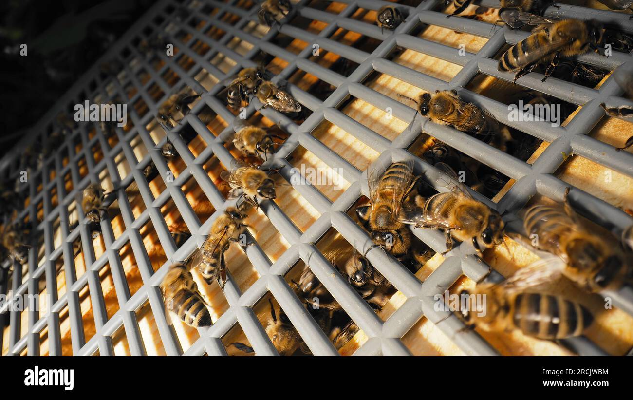 Bees swarming on honeycomb, extreme macro shot. Insects working beehive ...