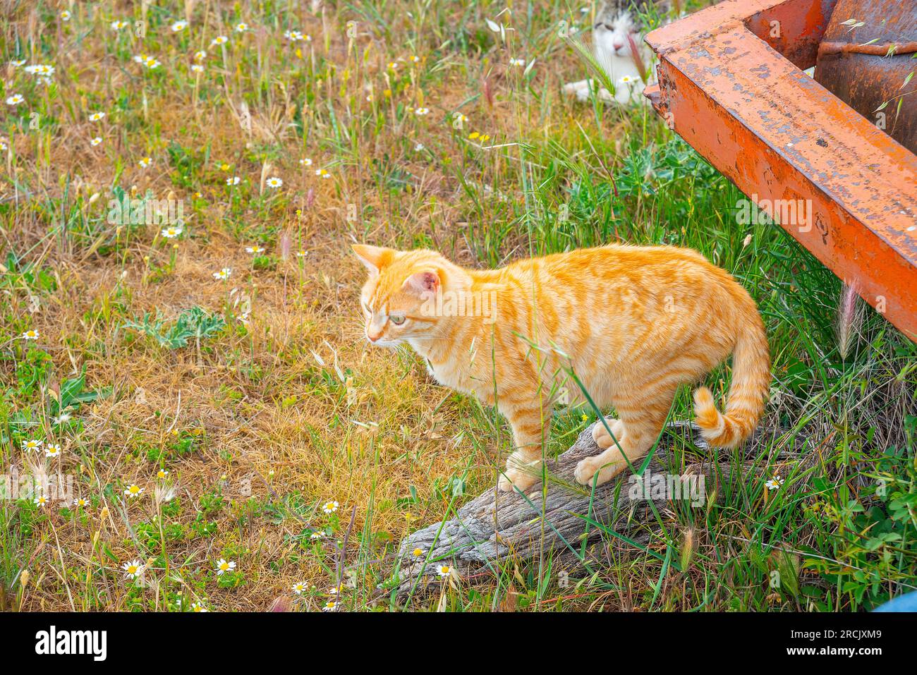 Orange tabby cat in the countryside Stock Photo - Alamy