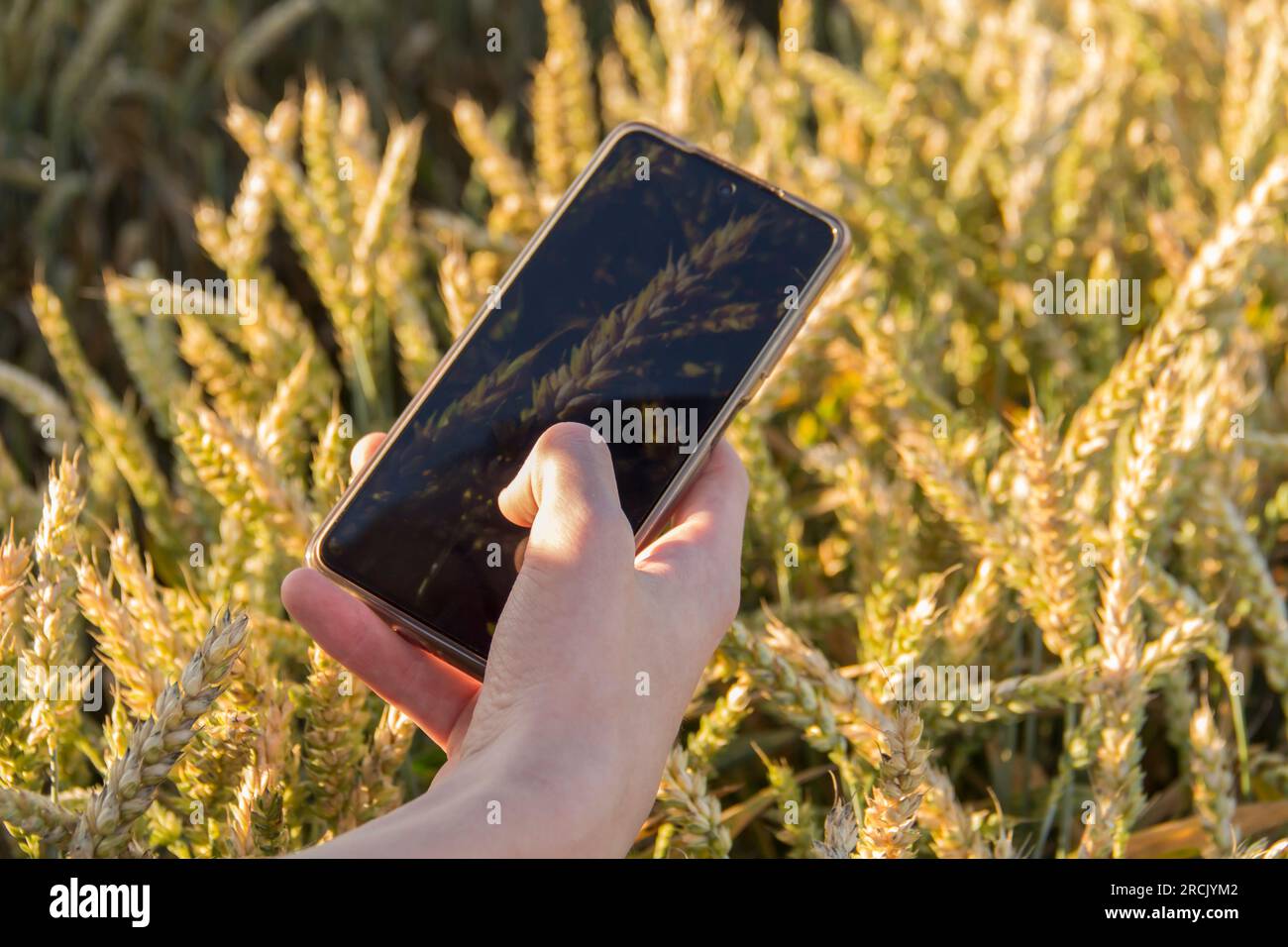 Corn Field Mobile Backgrounds