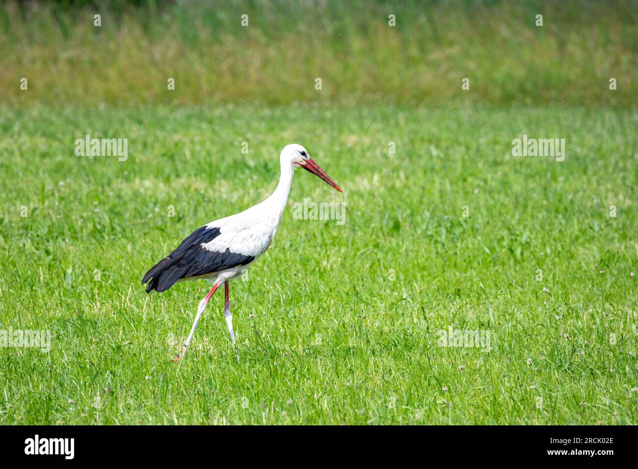 White stork walking hi-res stock photography and images - Alamy