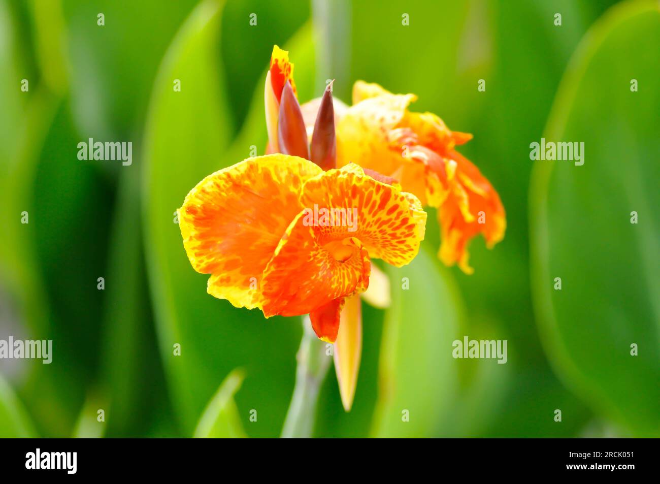 Indian shot india short plant hi-res stock photography and images - Alamy