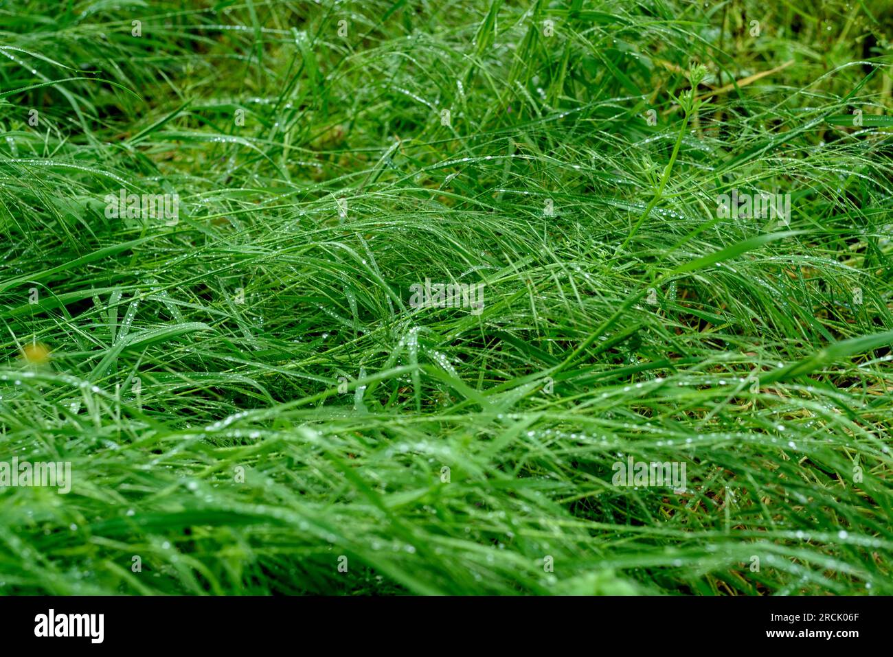 Green grass leafs, flowers and plants with dew drops after raining ...
