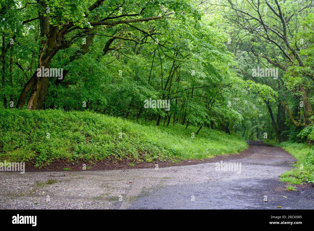 Raini forest hi-res stock photography and images - Alamy