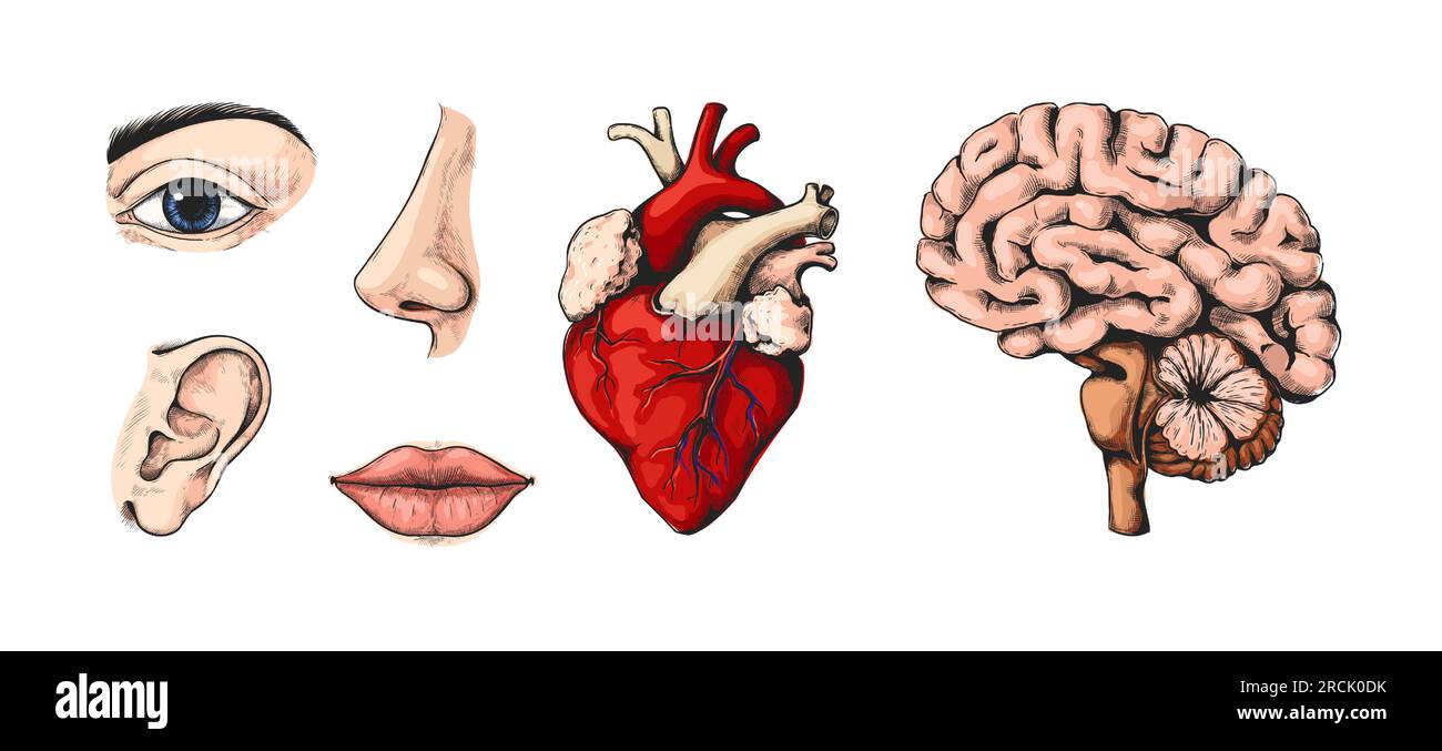 Human anatomy. Engraved ear and nose. Color etching eye with brow ...