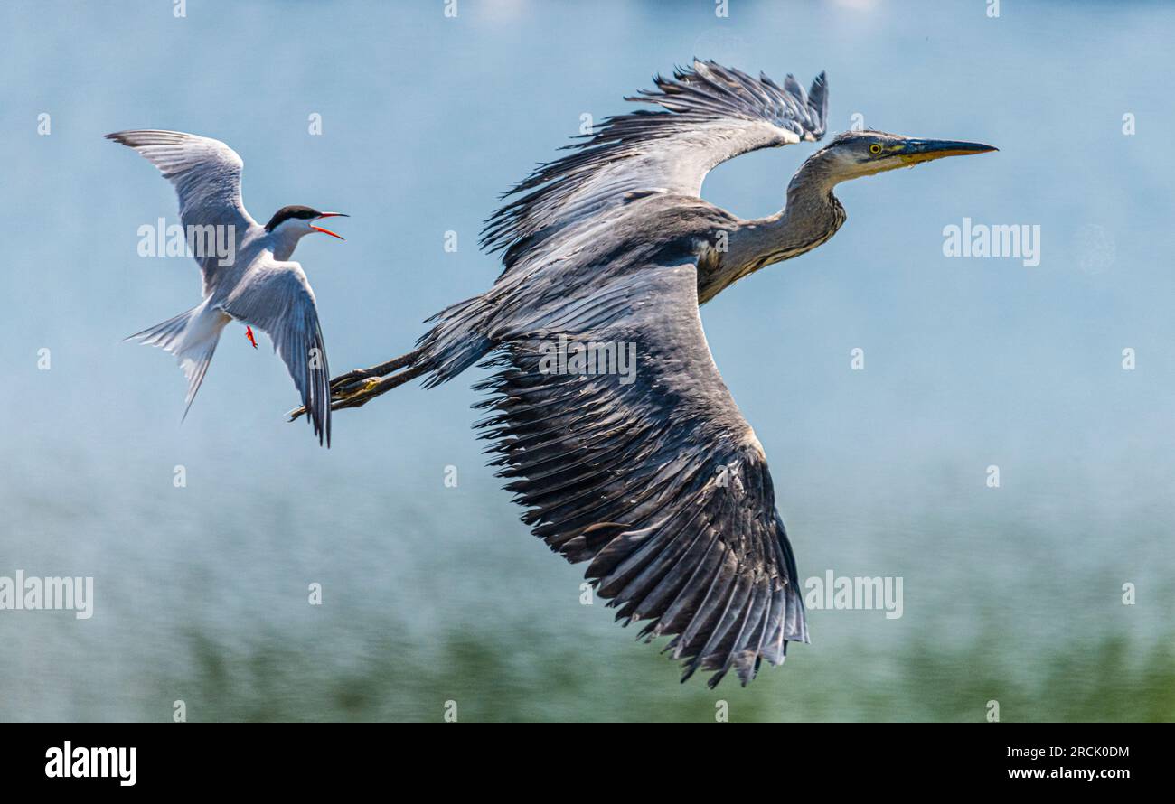 Common tern in Norway trying to chase away a a young, grey heron from ...