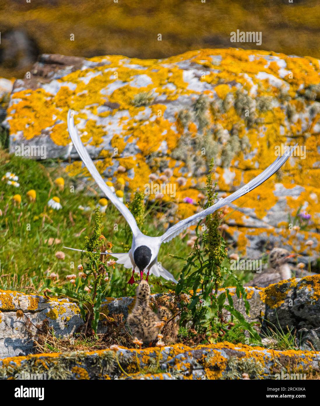Common tern in Norway feeding its young Stock Photo - Alamy