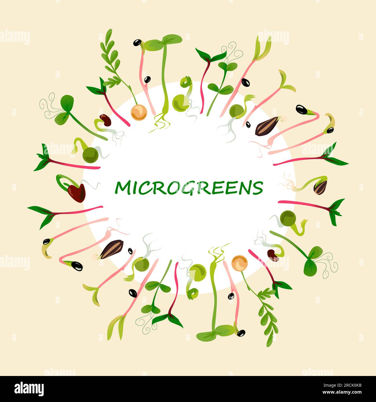 Microgreen circle frame. Growing seed, seedling with leaves. Green ...