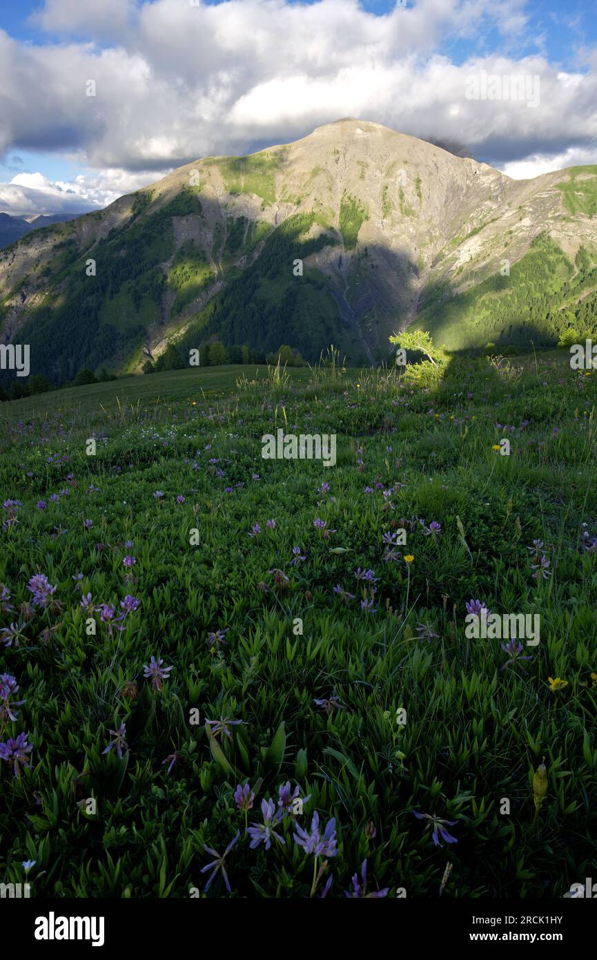 Scenery around the Col of Allos in the Alpes, France Stock Photo - Alamy