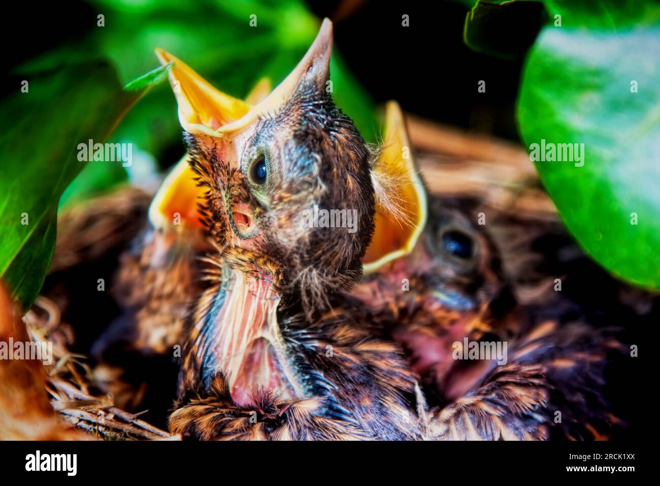 Blackbird chicks in a nest Stock Photo - Alamy