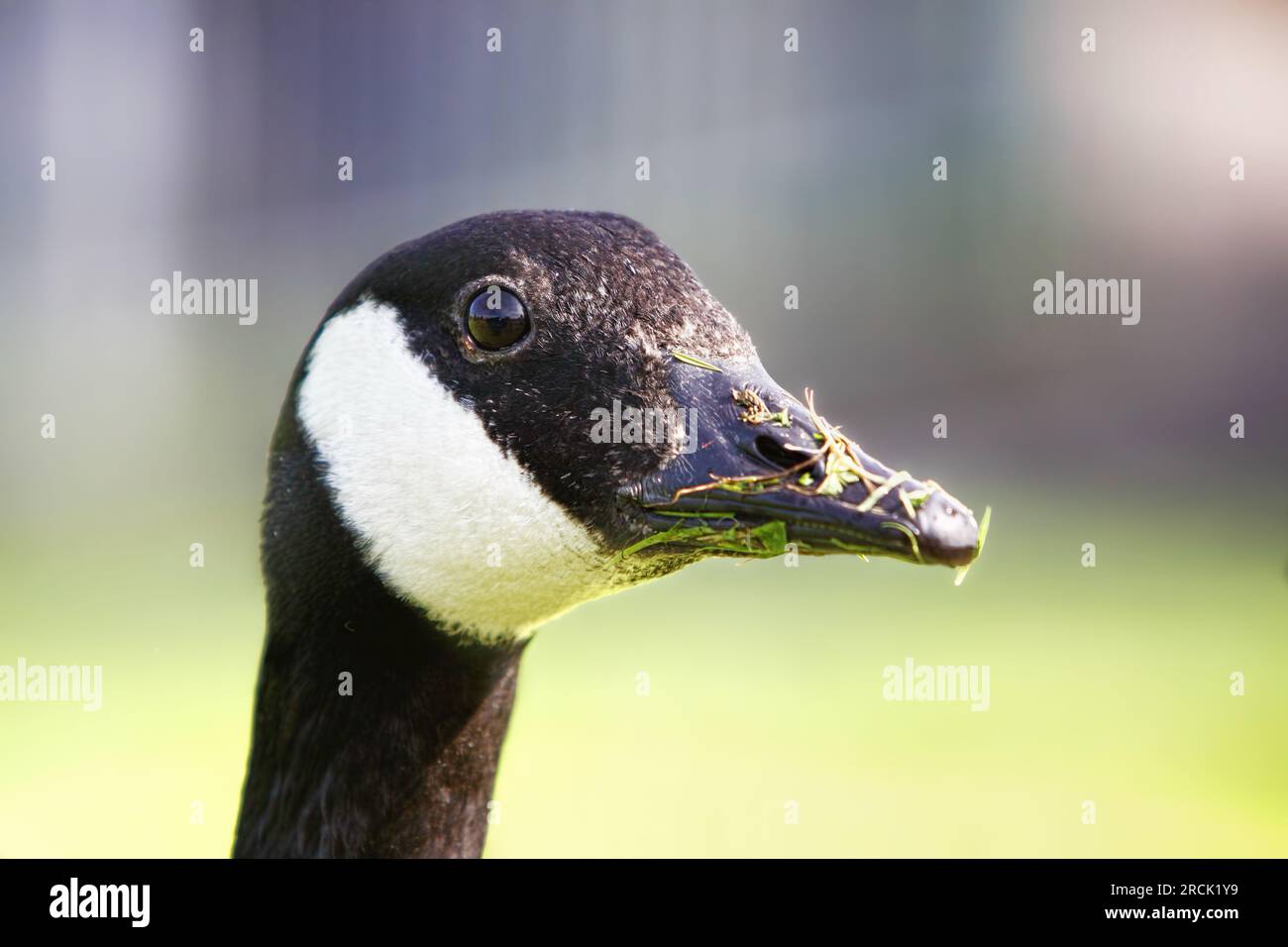Goose eyes hi-res stock photography and images - Alamy