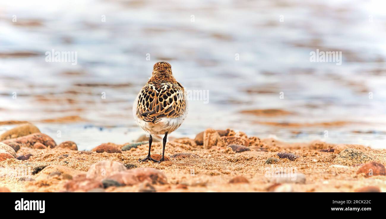 Dunlin on beach hi-res stock photography and images - Alamy