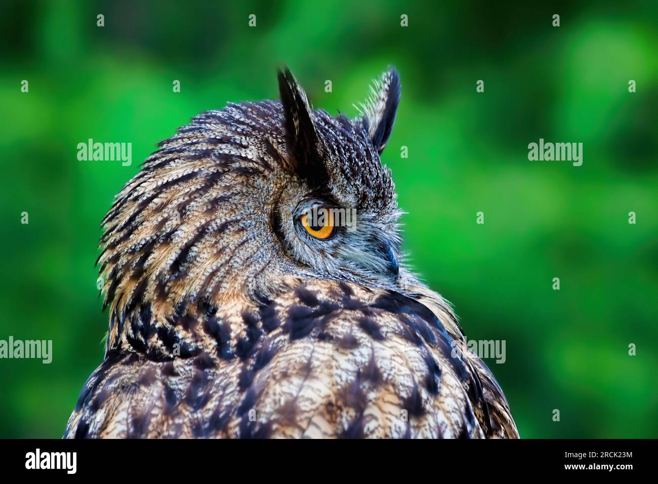 Owl european hi-res stock photography and images - Alamy