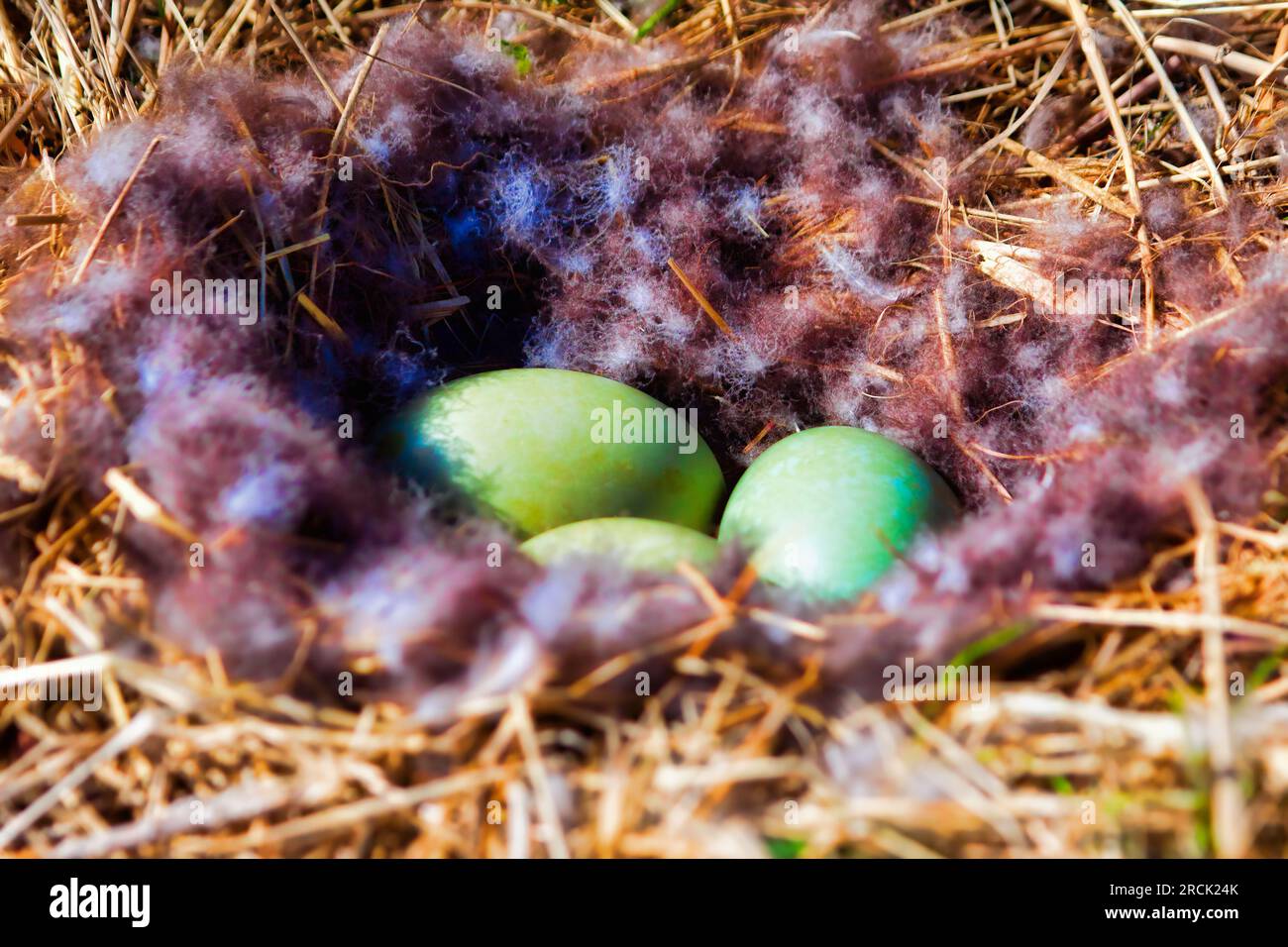 Eider duck nest with eggs Stock Photo - Alamy