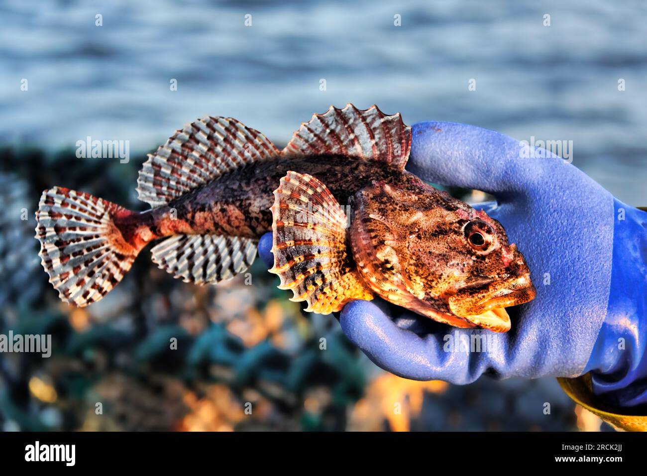 Scorpion fish held in a glove Stock Photo - Alamy