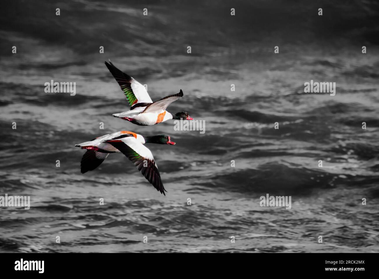 Shelduck feathers hi-res stock photography and images - Alamy