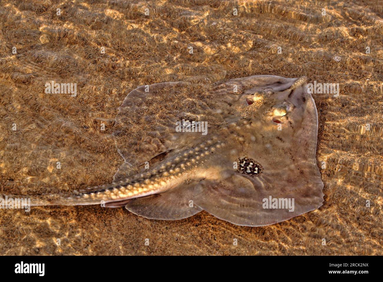Skate fish hi-res stock photography and images - Alamy